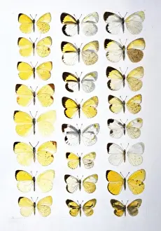 Pieridae Art Prints, Posters & Puzzles