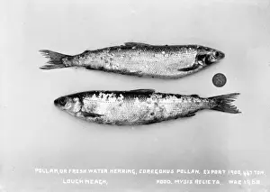 Pollan Gallery of Photo Prints and Gifts