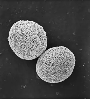 Populus Nigra Gallery of Photo Prints and Gifts