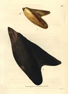 Pteria Collection of Photo Prints and Gifts