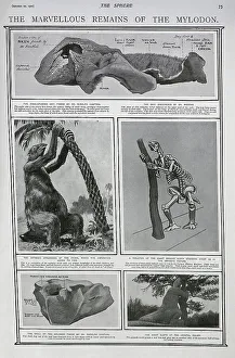 Mylodon Art Prints, Posters & Puzzles