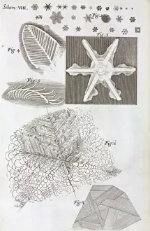 Hooke Prints