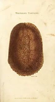 Testudo Art Prints, Posters & Puzzles