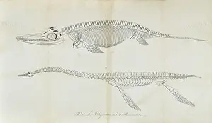 The Geological Society of London Art Prints, Posters & Puzzles