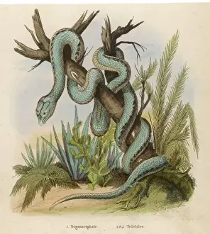 Trigonocephalus Collection of Art Prints and Gifts