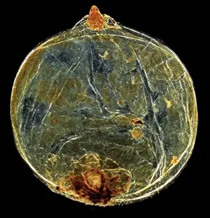 Tunga Penetrans Prints