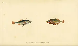 Stickleback Art Prints, Posters & Puzzles