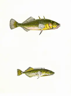 Stickleback Art Prints, Posters & Puzzles