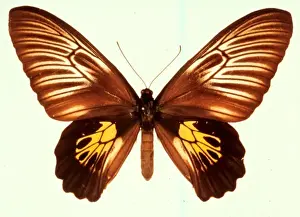 Troides Haliphron Prints