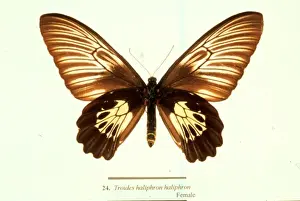Mary Evans Prints Online: Swallow Tailed Butterfly