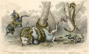 Naia Gallery of Photo Prints and Gifts