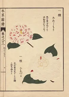 Watashi Collection of Photo Prints and Gifts