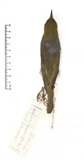 Robust White Eye Art Prints